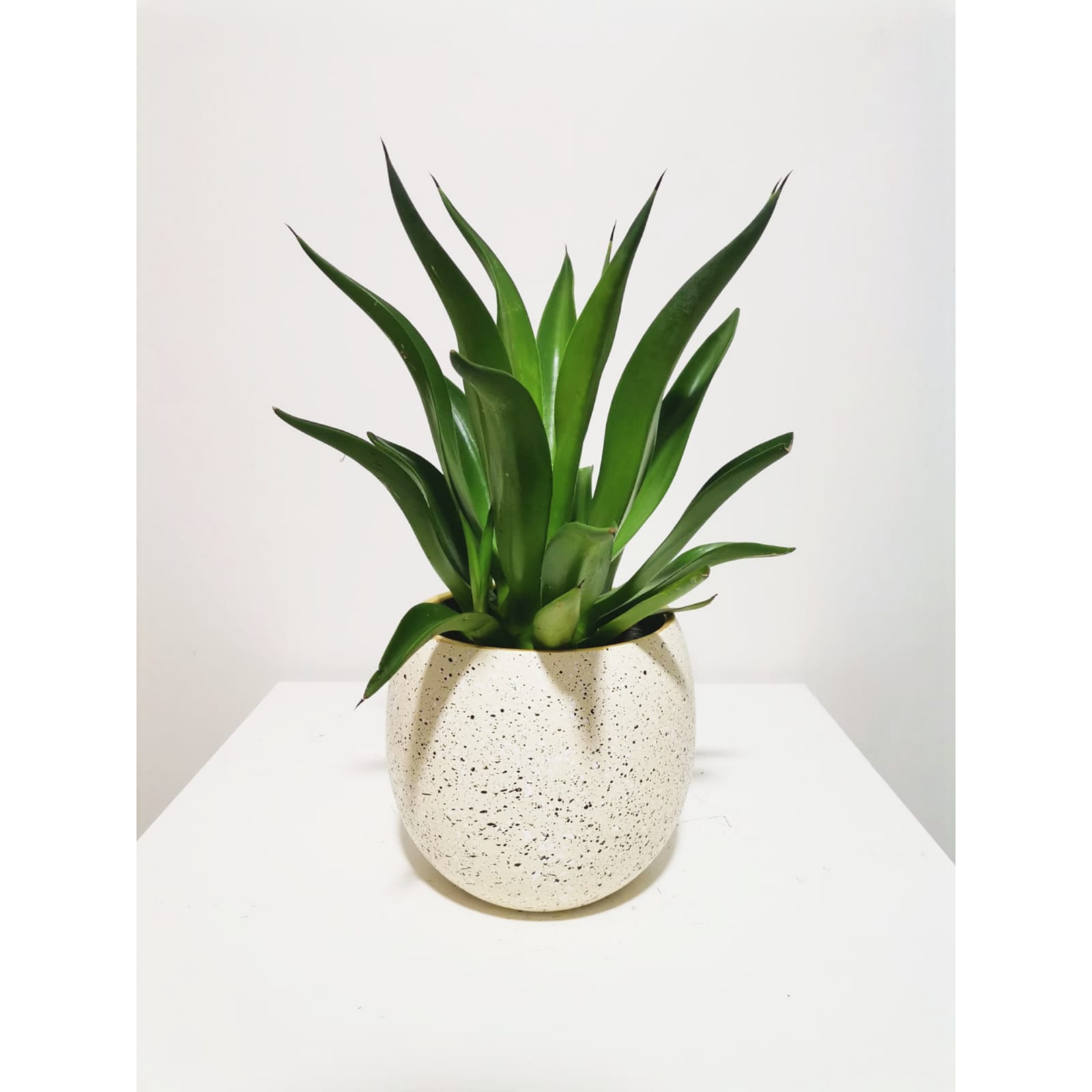 Aloe with White Terrazzo Pot - Efreshli