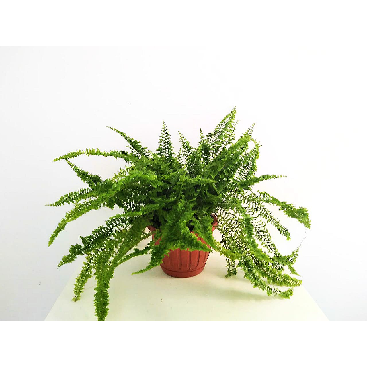 Boston Fern with hang pot - Efreshli